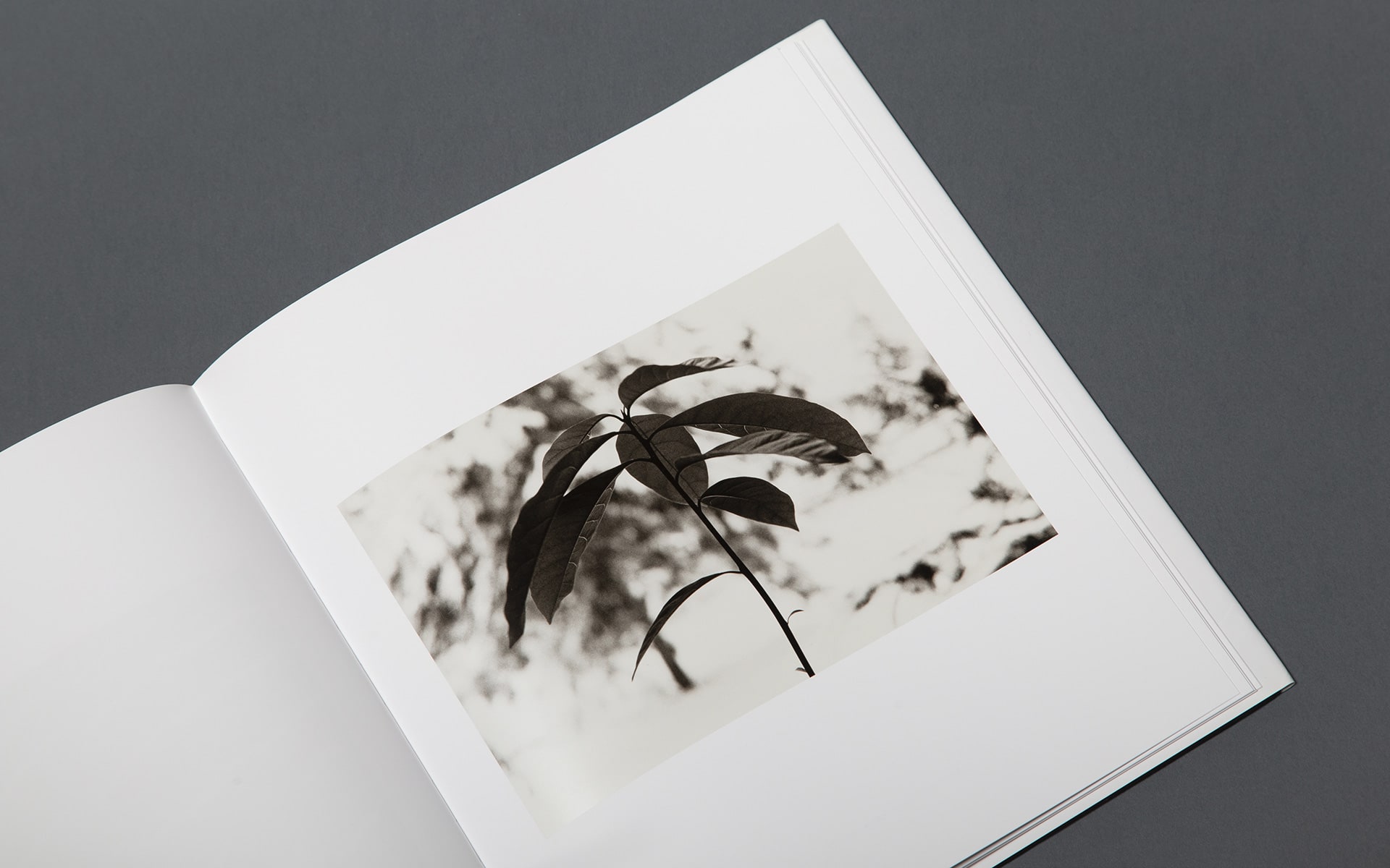 Ellsworth Kelly: Photographs | Mutina